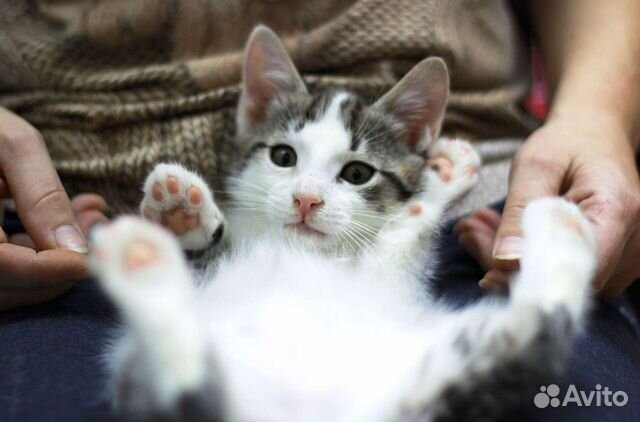 Маленький котенок Кирюшка 2 мес