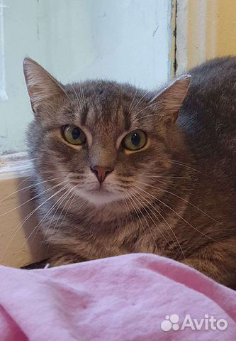 Дымчатая принцесса