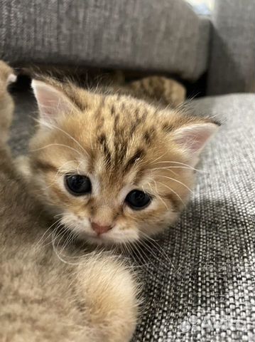 Котята золотой шиншиллы тикированные
