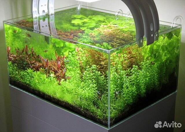 Современные аквариумы в аренду