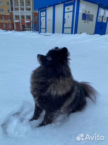 Померанский шпиц вязка