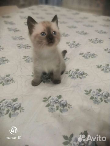 Котята невская маскарадная