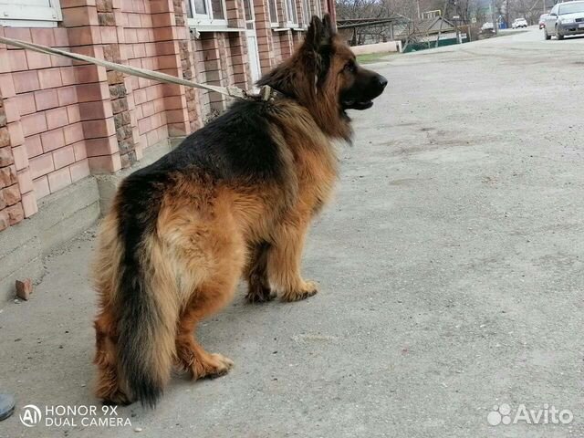 Резерв щенков