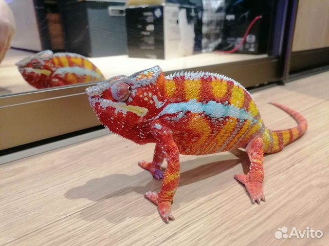 Пантеровый хамелеон