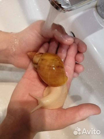 Улитки ахатины бесплатно