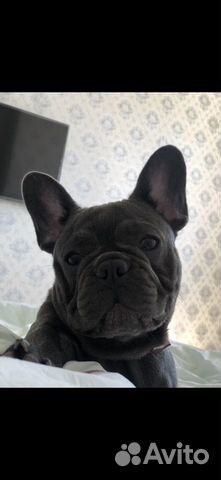 Вязка французский бульдог