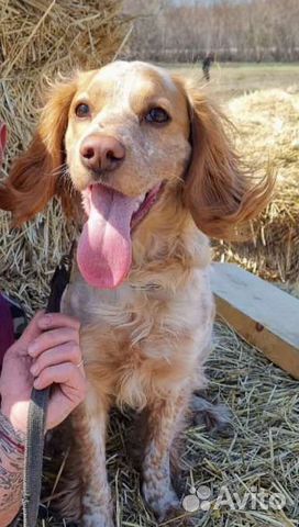 Собака для вязки