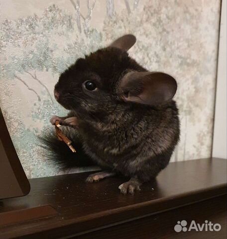 Шиншилла девочка