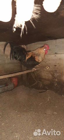 Куры петухи
