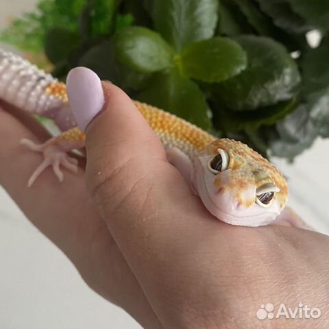 Эублефар самка 6м