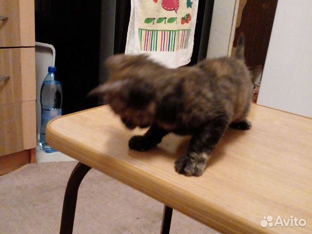 Котята смесь