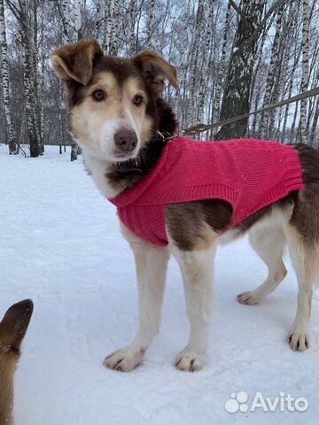 Не собака, а подарок. Спокойная девочка