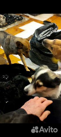Собаки.щенки.нужна помощь