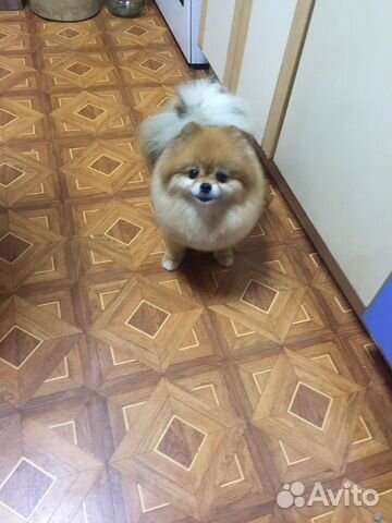 Шпицедевочка