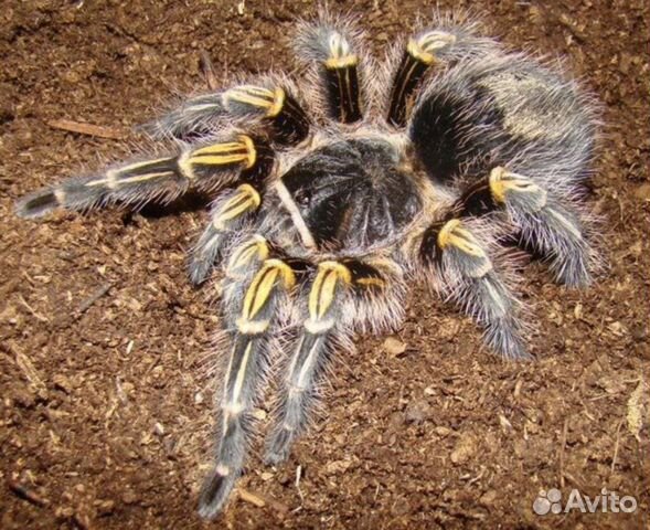 Паук птицеед