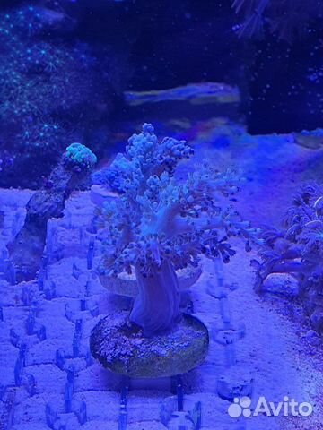 Коралл в виде дерева Лемналия Lemnalia sp