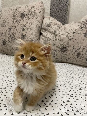 Сибирский котенок