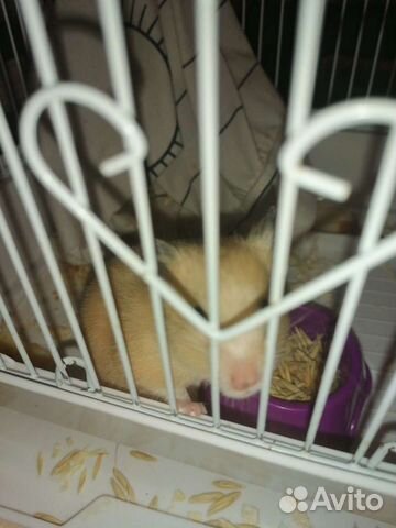 Сирийский хомяк с клеткой