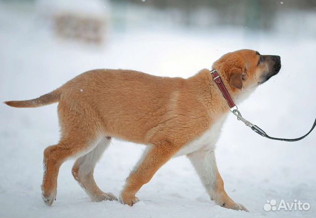 Щенок Честер (мальчик. 4 месяца) ждет вас в приюте