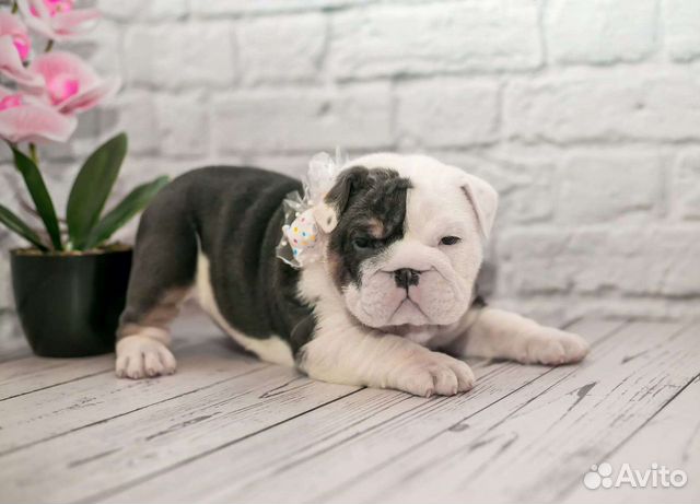 Детка суперстар голубая с шоко