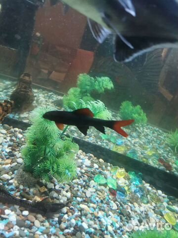 Аквариумные рыбки