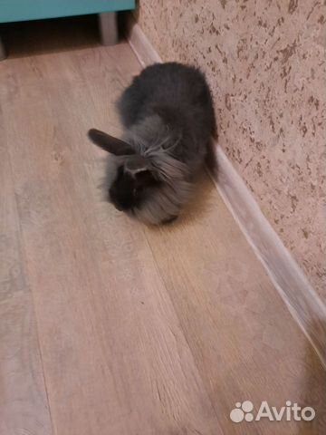 Декоративные кролики