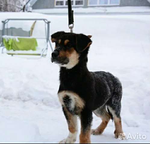 Великолепный щенок, трехцветный мальчик