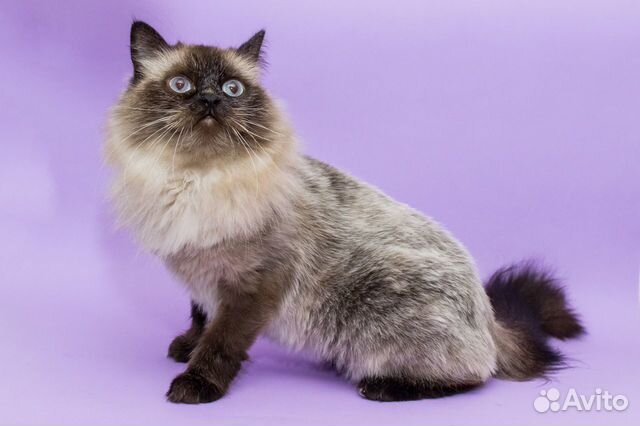 Персидская кошечка в добрые руки