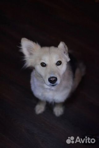 Спасенная Собака Лисичка