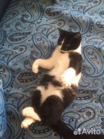 Котёнок Мафин)