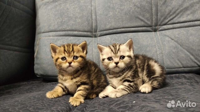 Британские бурундучки