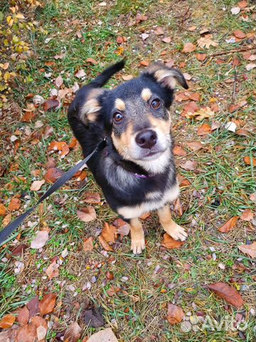 Собака в добрые руки