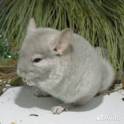 Отдам двух чудесных девочек шиншилл