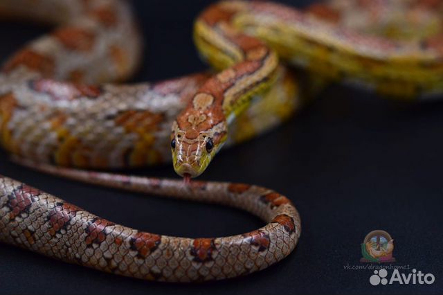 Взрослые маисовые полозы