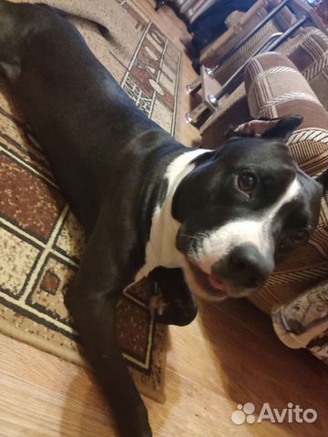 Стаффорд ищет подругу для сводки