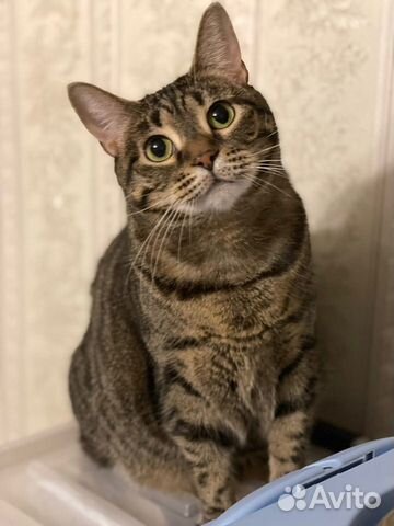 Клёвая кошечка Мотя 3 года ищет свой дом и семью