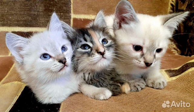 Милые и ласковые котятки в добрые руки