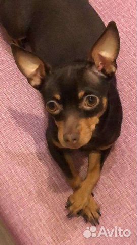 Вязка той-терьер