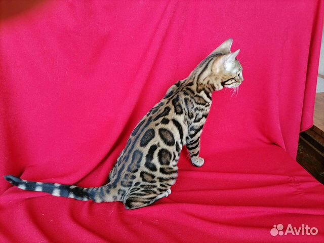 Бенгальская кошка