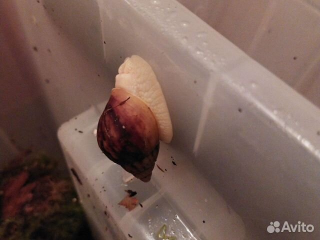 Улитки ахатины