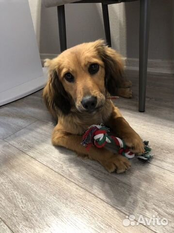 Собака в добрые руки отдам бесплатно