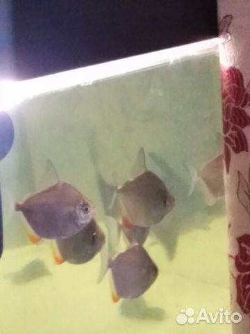 Продам метинисов