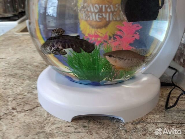 Отдам даром двух рыбок