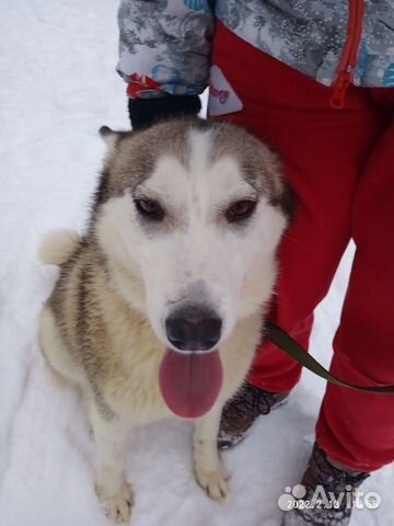 Отдаю ответственному и заботливому хозяину