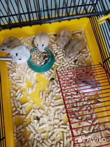 Джунгарский хомяк, джунгарик