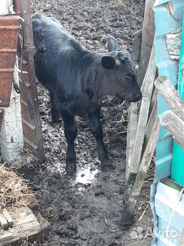 Телята телочки