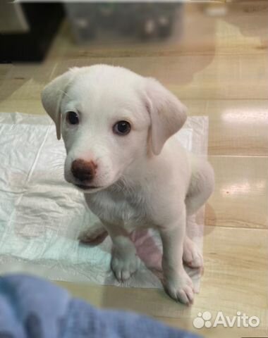 Щенок лабрадора в добрые руки