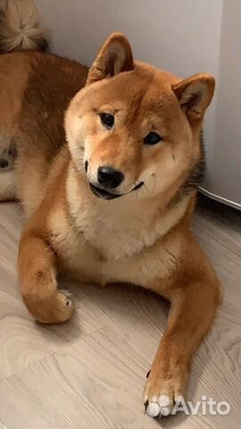 Кобель Сибаину всегда готов к вязке