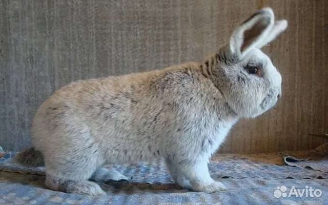 Кролики бсс * бургундцы