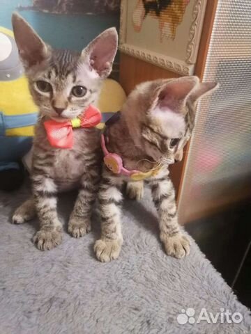 Донской сфинкс браш котята